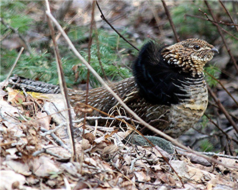 nature tales and camera trails: A Ruffed Grouse in Display