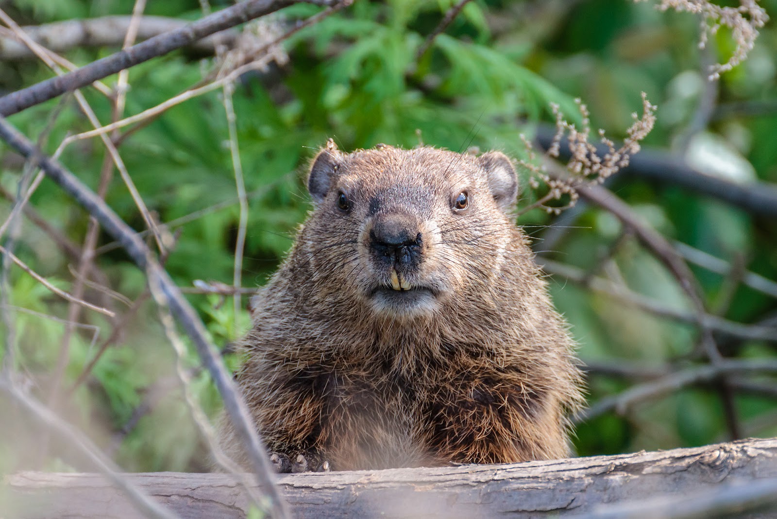 Friends of Timbavati Wildlife Park: Groundhog = Woodchuck = Whistle-Pig ...