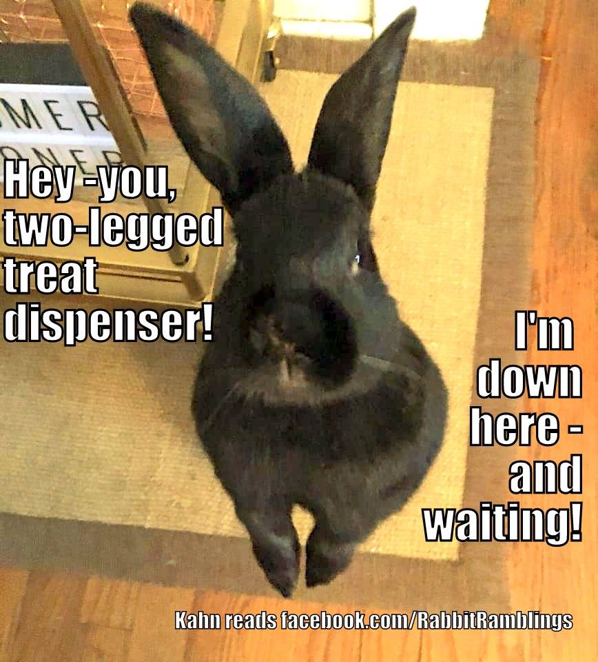 Rabbit Ramblings: Funny Bunny Memes