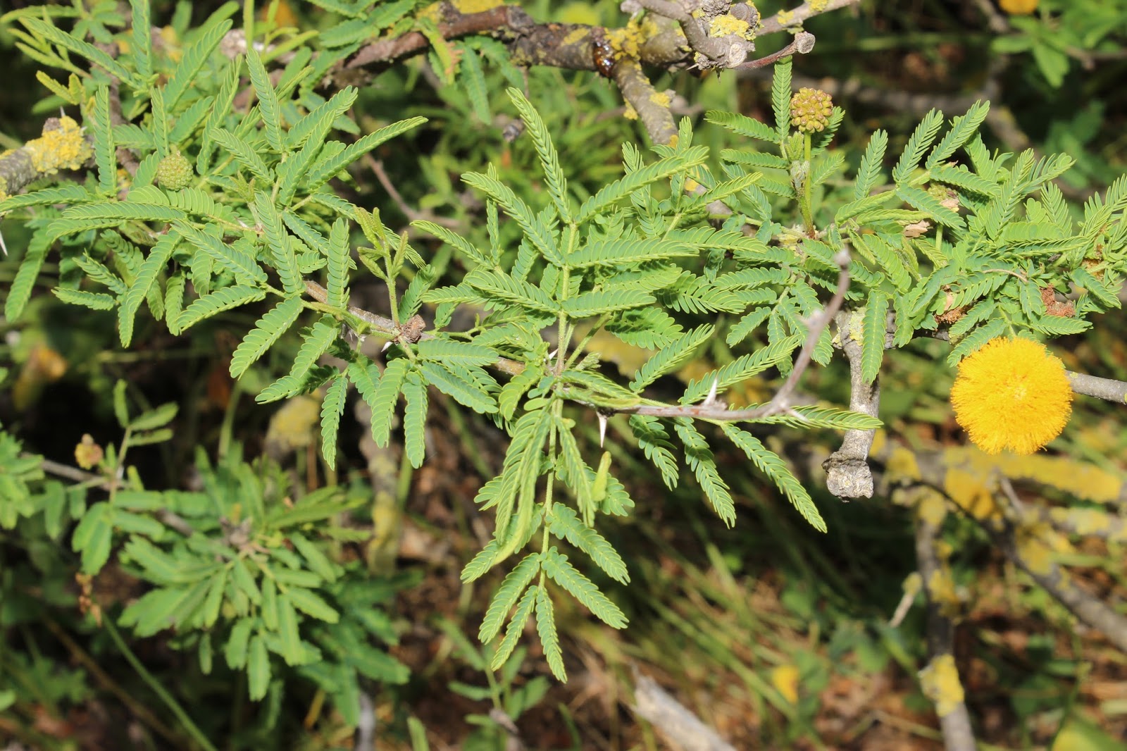 Biodiversity of Cyprus by NGO Protection of the Natural Heritage and ...