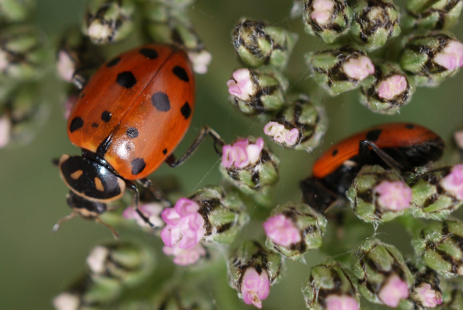 Natural Current Events: Ladybugs of a different spot