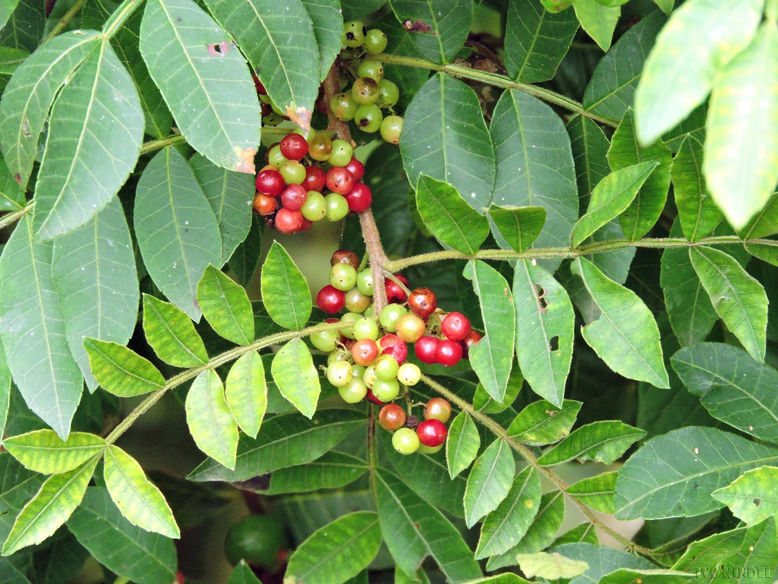 BUTZKE AGRÍCOLA E FLORESTAL - TAIÓ/SC: Schinus terebinthifolius ...