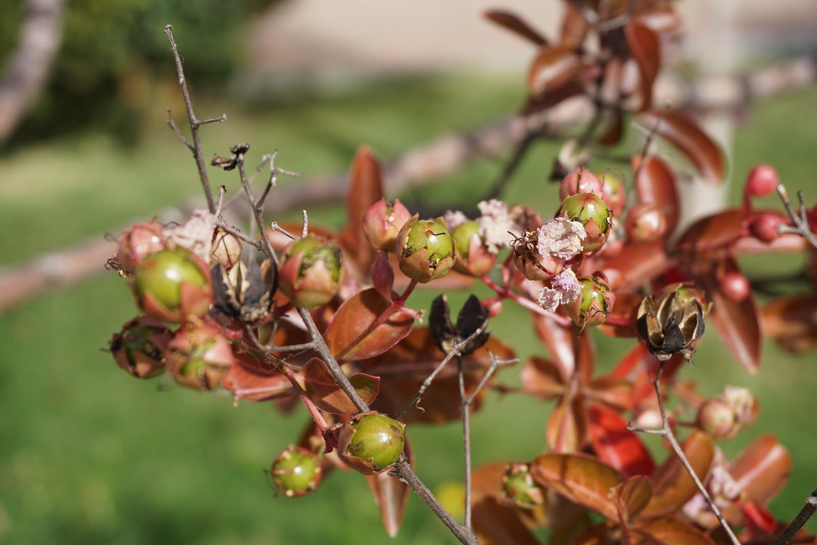 Plantas de Huerta Otea, Salamanca: Árbol de Júpiter (Lagerstroemia indica)