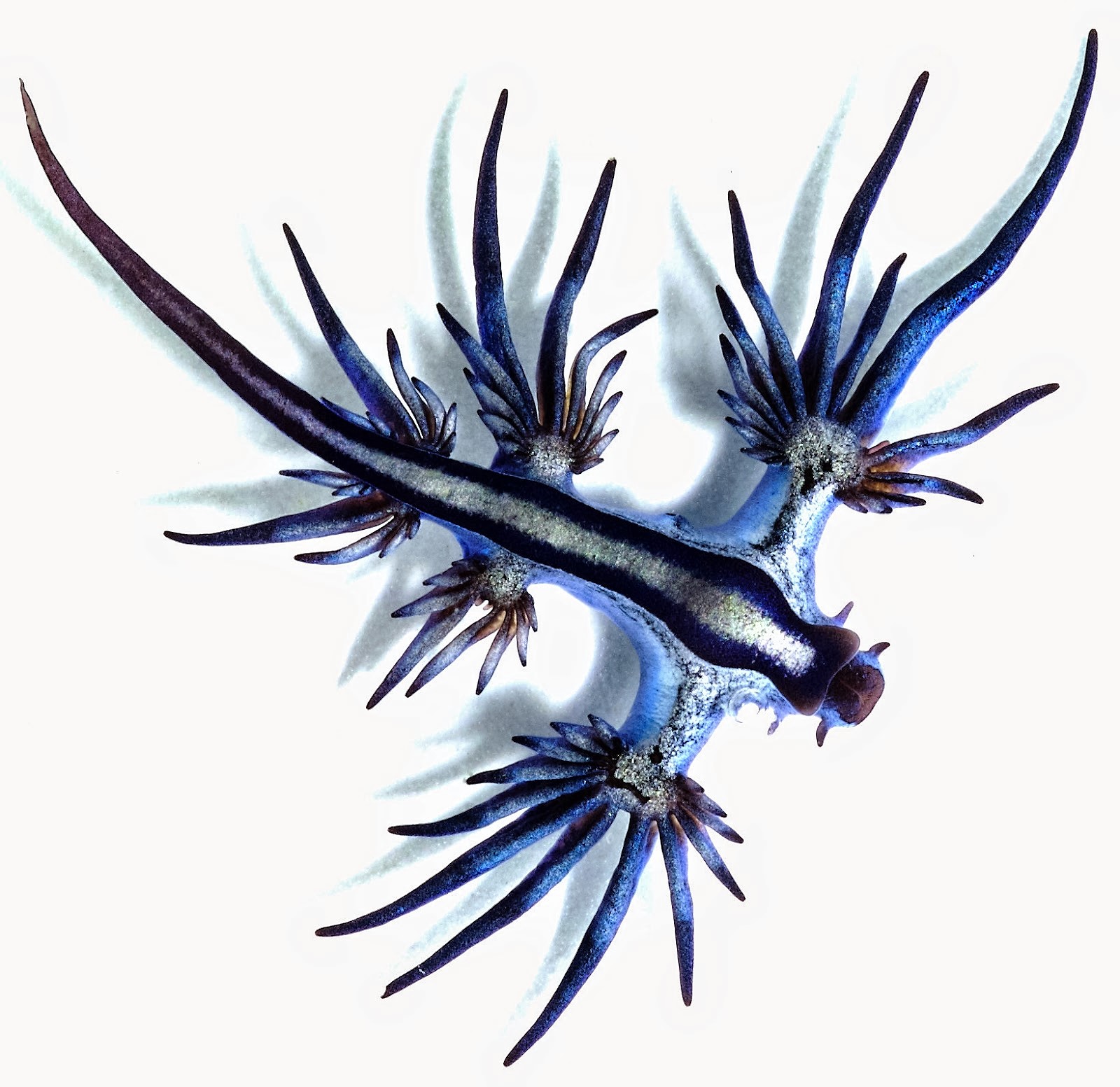 Fieggentrio: Enge, rare en bizarre beesten.