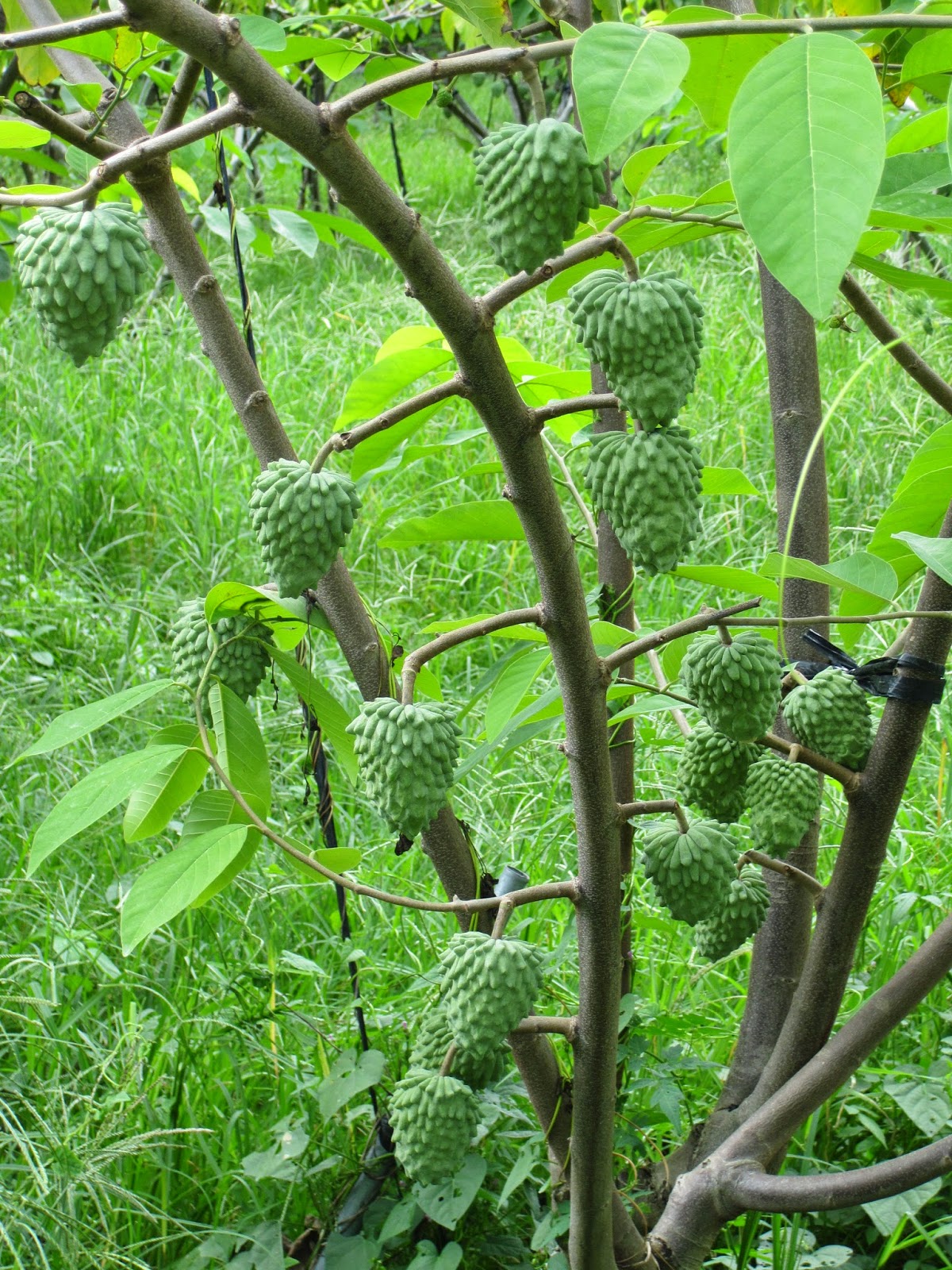 Estudiando Agricultura en Taiwán: Atemoyas — poda y distribución de frutos