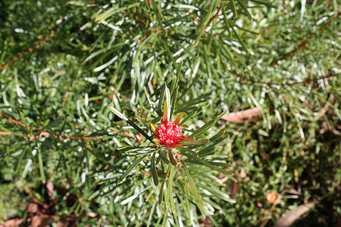 Garden inspiration: bowerbirds | Growing Illawarra Natives