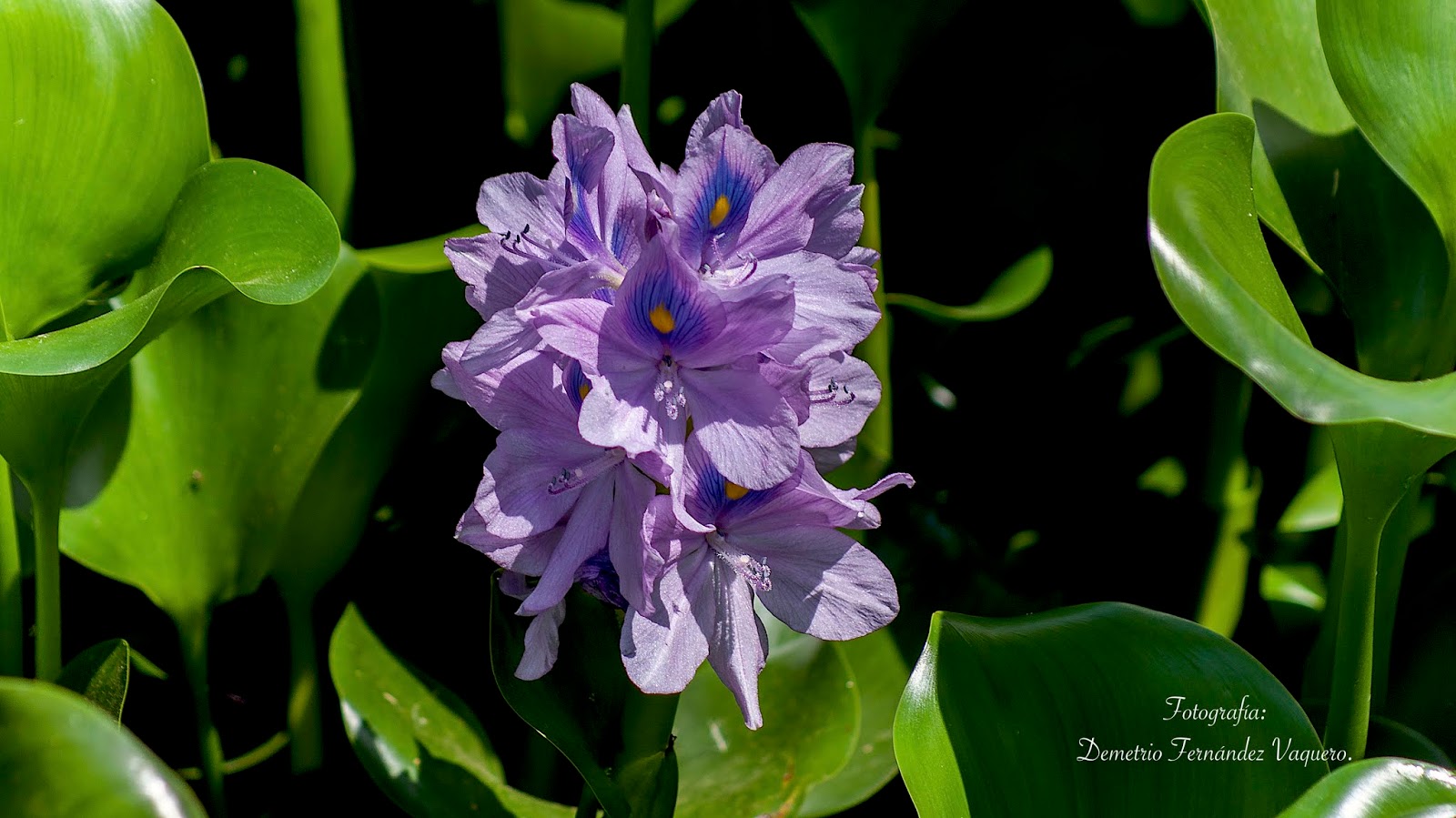 Especies invasoras (Camalote, jacinto de agua, flor de bora, aguapey ...