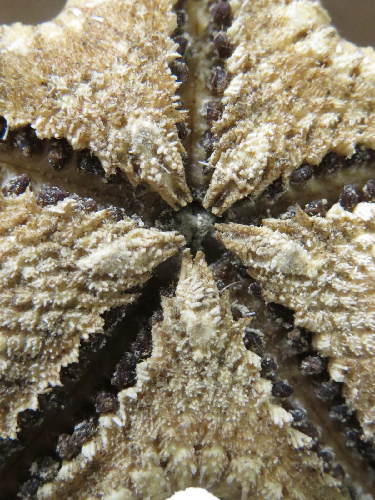 What Is The Function Of The Oral Spines In A Starfish