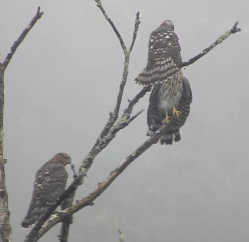Squirrel chasing Hawk