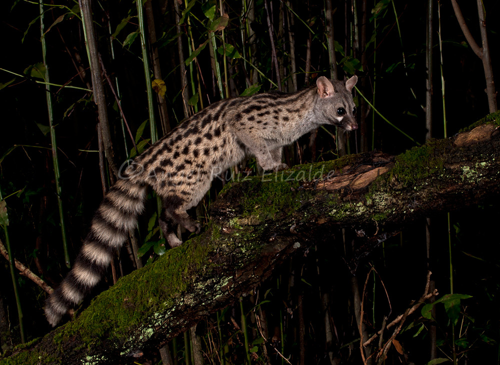 Aves de la Ría de Ajo: La Gineta "Montse"...
