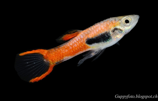Guppyfoto: Endler Hybrids