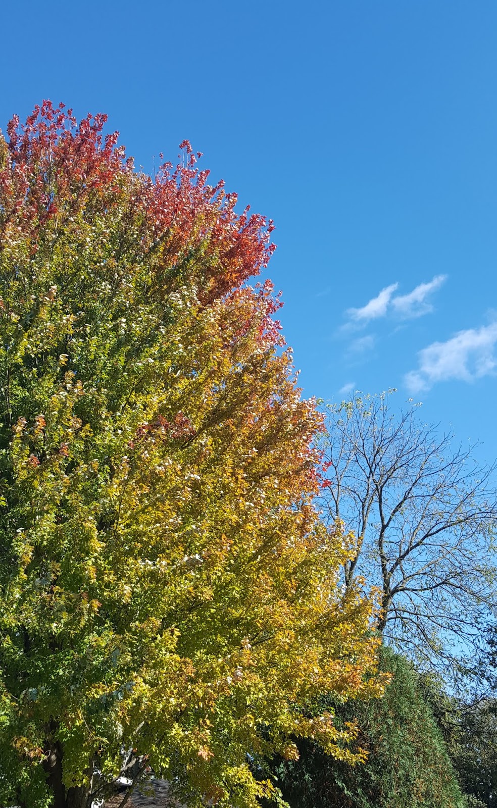 COMFY HOUSE: fall nesting