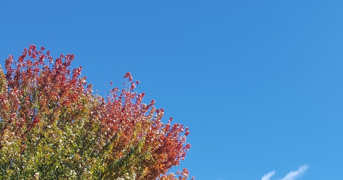 COMFY HOUSE: fall nesting