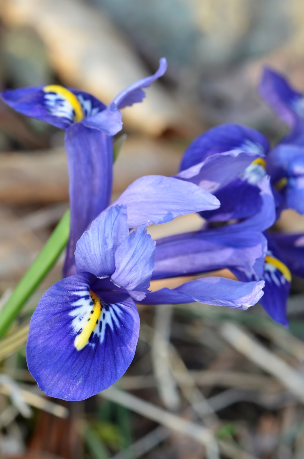 The Kentucky Nature Blog: Harbinger of Spring (Erigenia bulbosa)