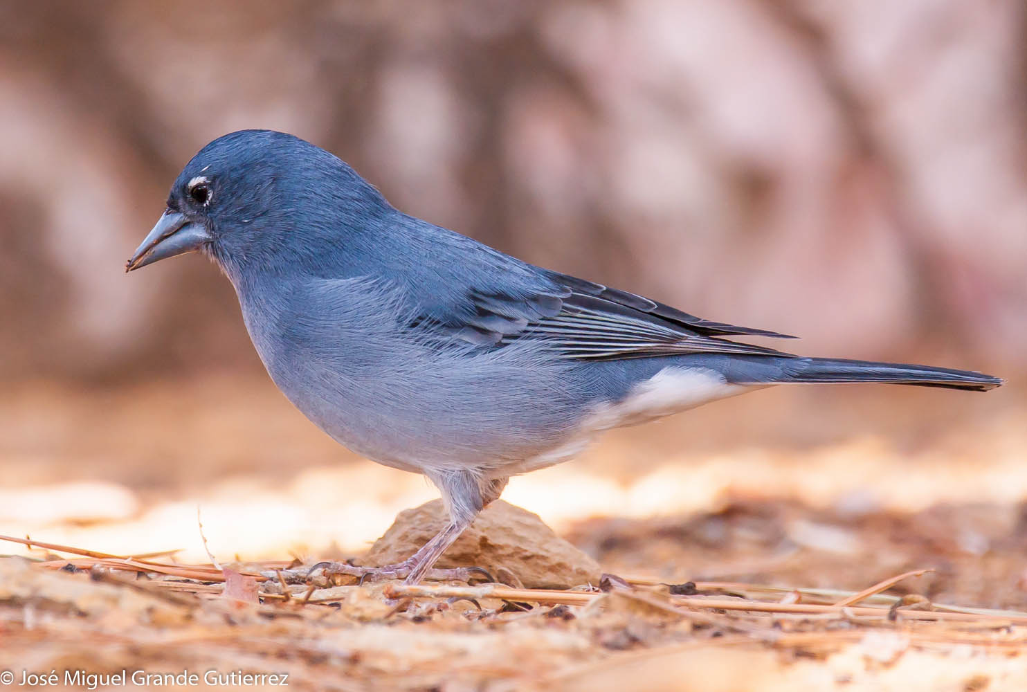 AVECEDARIO2016-UN MUNDO MARAVILLOSO: Pinzón Azul del Teide- Fringilla ...