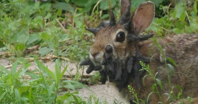 A man spotted a Rabbit with horns growing on its face - BubbleFeed