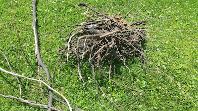 Framed Natural Tree Roots | Redo It Yourself Inspirations : Framed ...