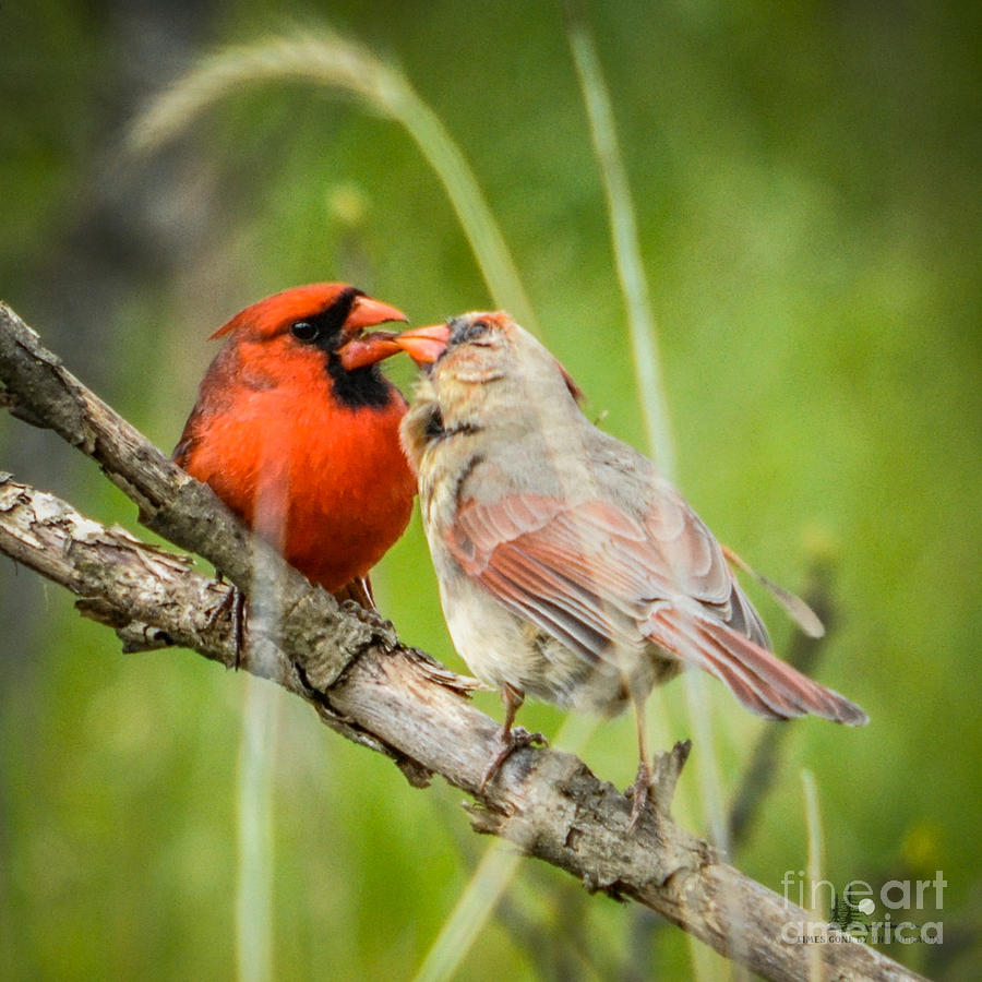 Bird In Everything: Northern Cardinal Bird