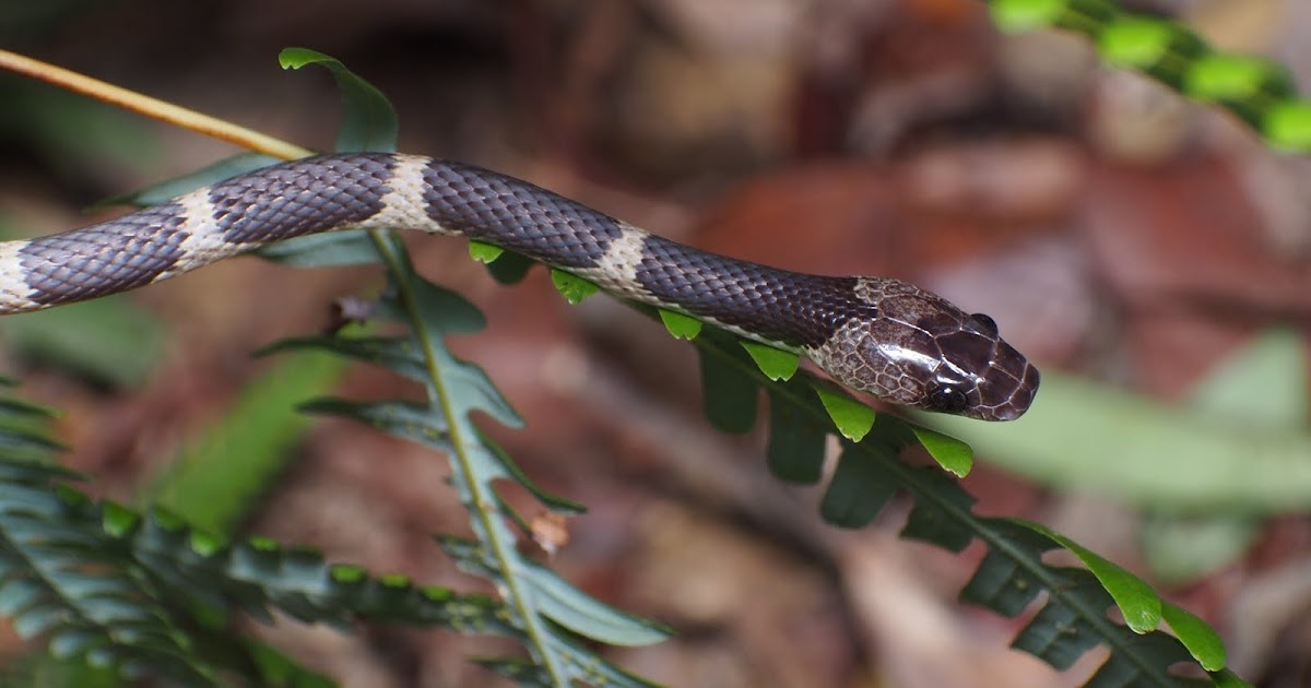 小さな隣人たちの世界: サキシマバイカダ Lycodon ruhstrati multifasciatus (Maki, 1931)