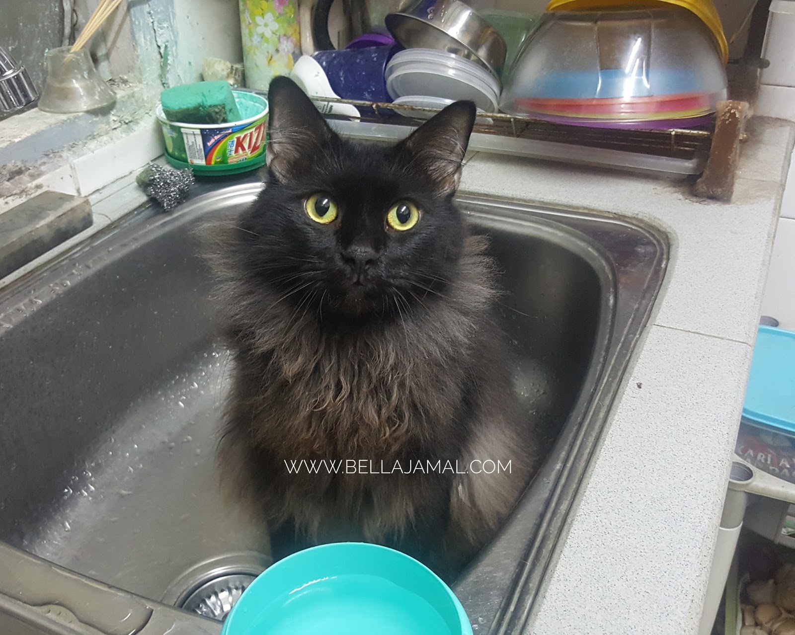 Klinik Haiwan Dan Surgeri u2013 Wanz Ramli (Ibnu Ramli) Blog - klinik ...