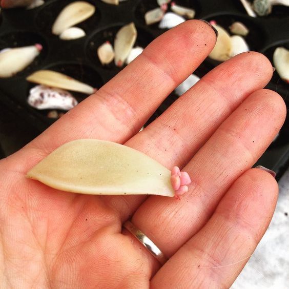 The Perfect Garden Succulent | Ghost Succulent - Graptopetalum ...