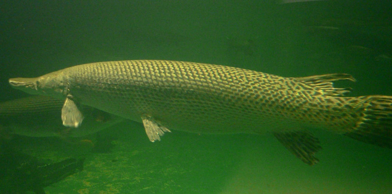 Catalogue of Organisms: Gar!