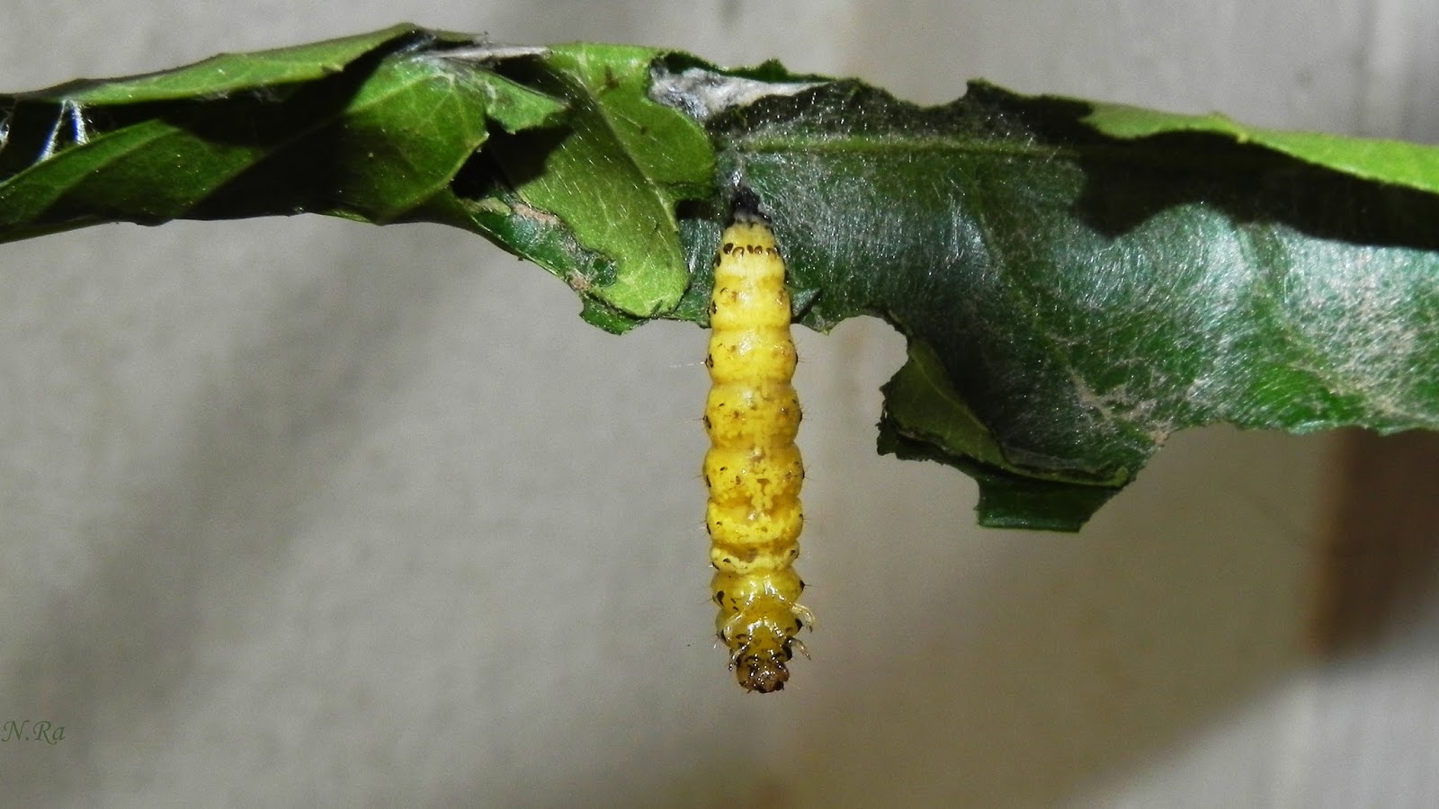 Lepidoptera Life cycle: Life Cycle images of Parotis marginata