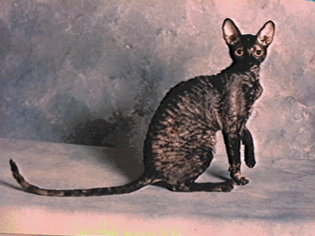 Cornish Rex cat