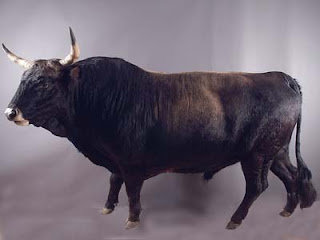 Aurochs ~ World Extinct Animals