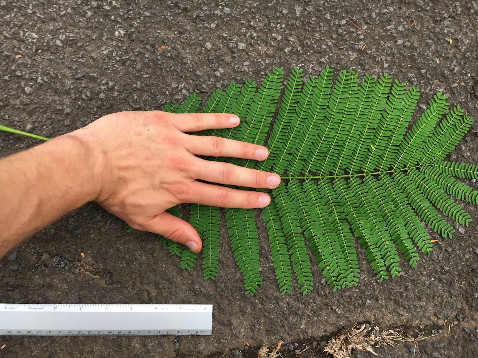 Delonix regia (Royal Poinciana)