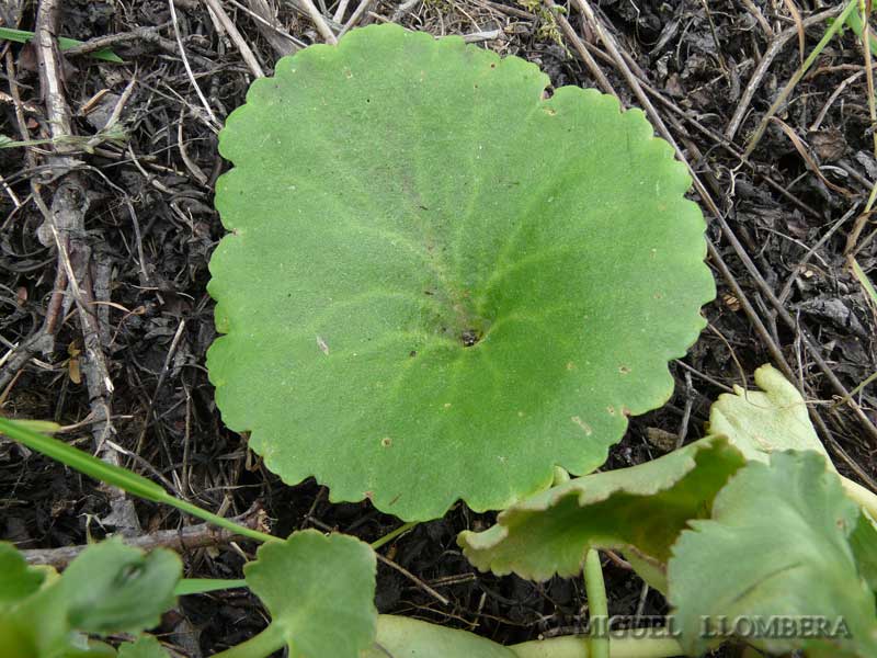 Hoja Peltada (peltata): - Botánica integra