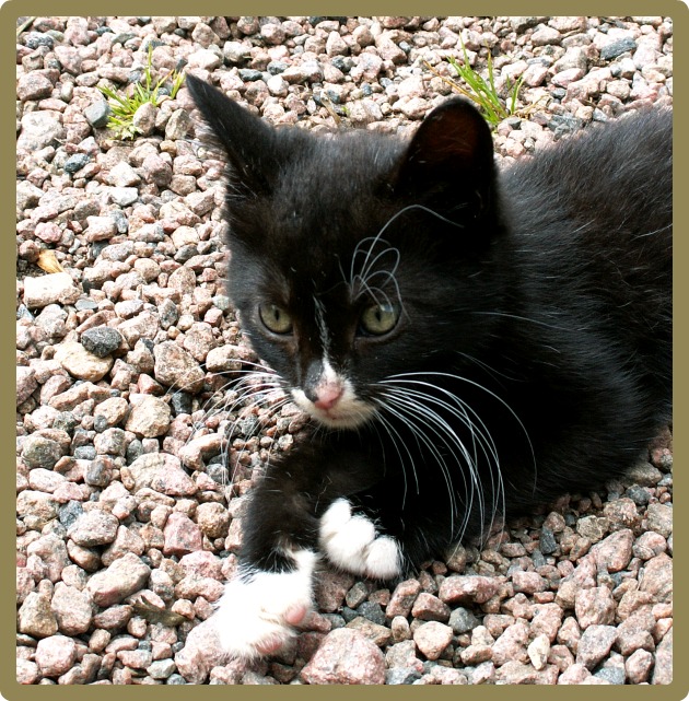 Wild roses and blackberries: Sari Ribbon Party Blog Hop