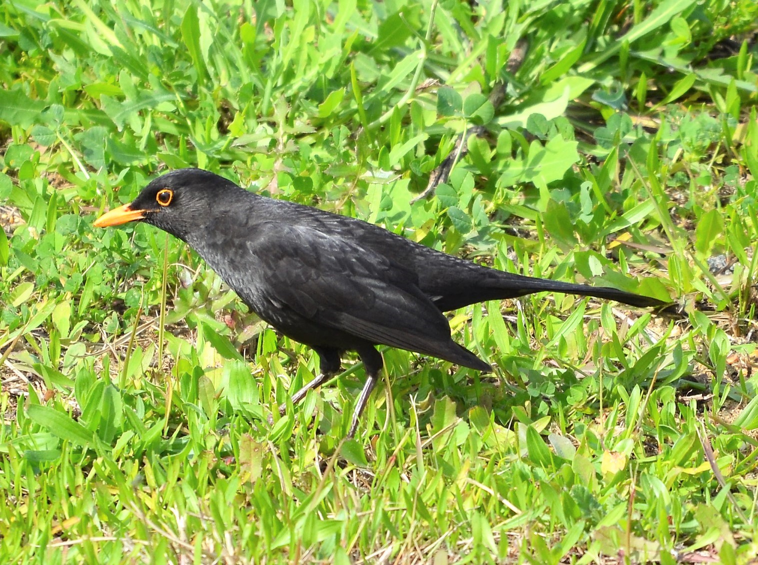 Imagens da vida animal: Melro-preto (Turdus merula)