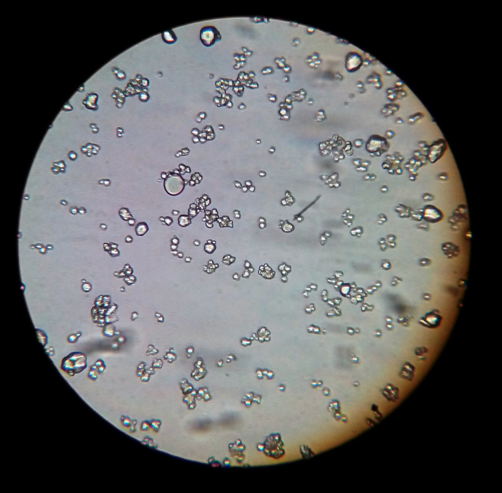 FATMA ZAHRA (fzahra): TUGAS MANDIRI PRAKTIKUM FARMAKOGNOSI-FITO I ...