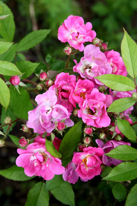 Madelief: Late June garden