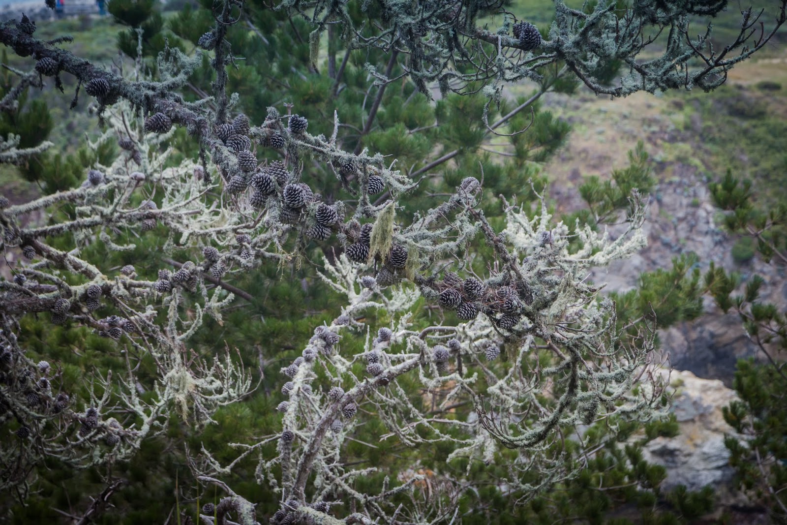 Point Lobos - Crown Jewel of the California State Parks - Explore the ...