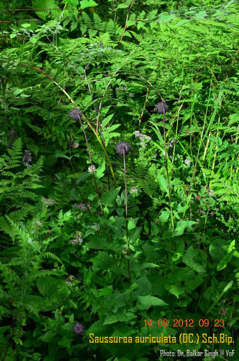 Medicinal Plants: Saussurea auriculata chengalva kostu Kushtha
