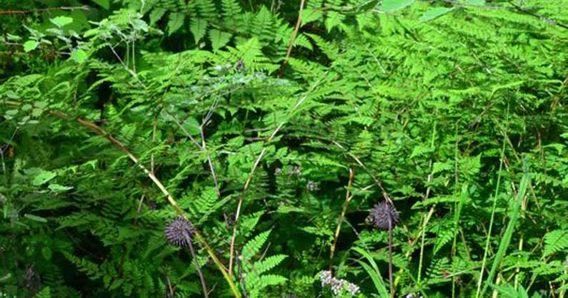 Medicinal Plants: Saussurea auriculata chengalva kostu Kushtha