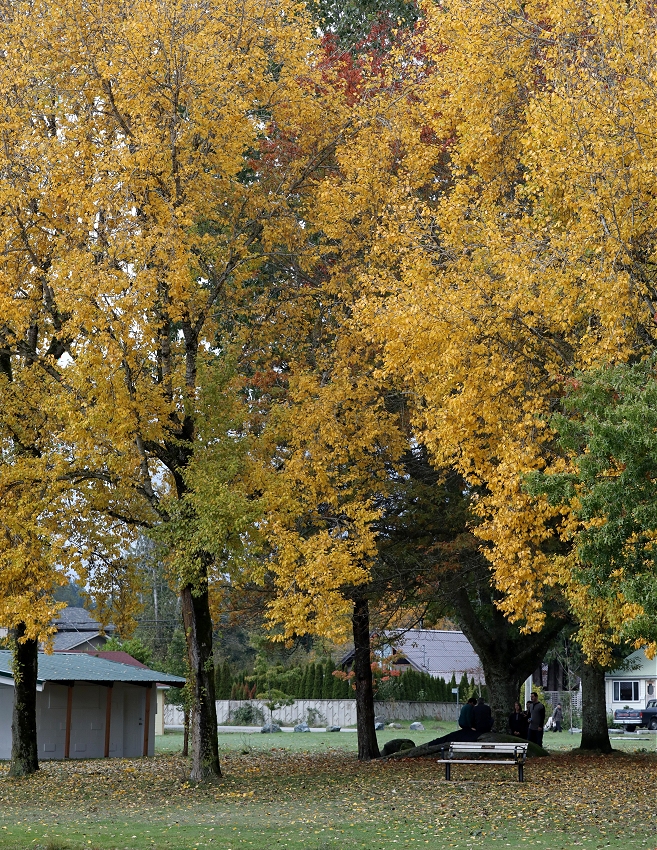Powell River in Photos: Lindsay Park