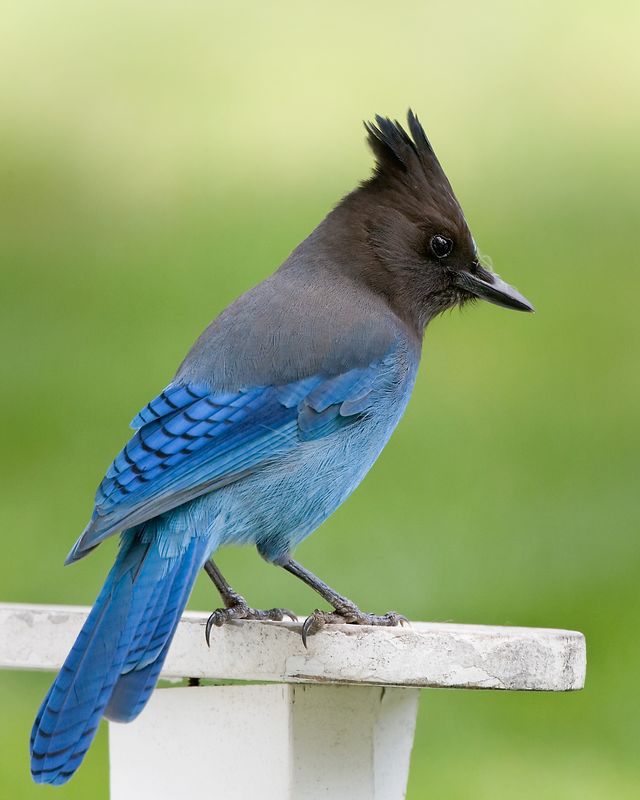 Stuart.: Arthur Morris Bird Photographer.