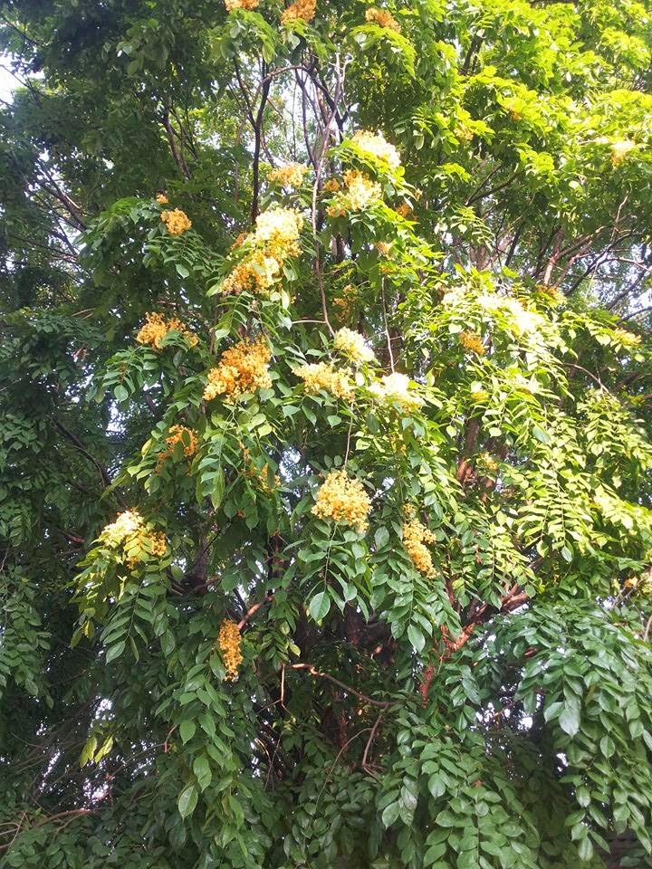 Kasehku HidupKu: 6 Hijau 1996 SKCE - Kerana Pokok Sena