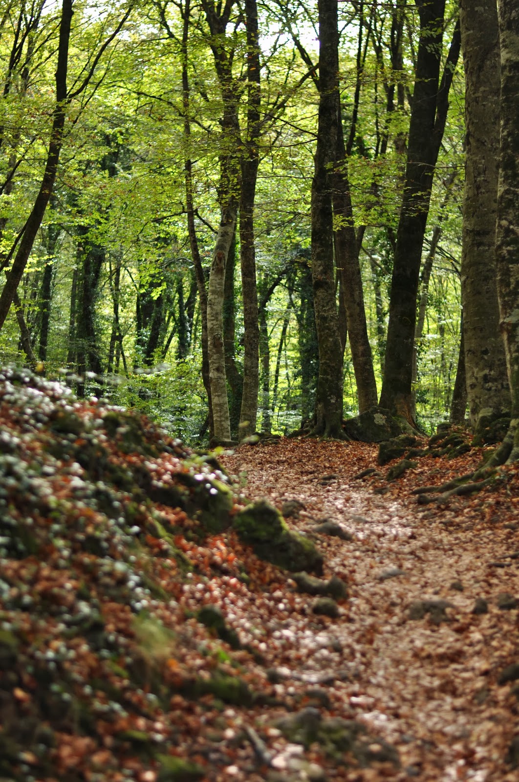 EmerJa: La Fageda d'en Jordà