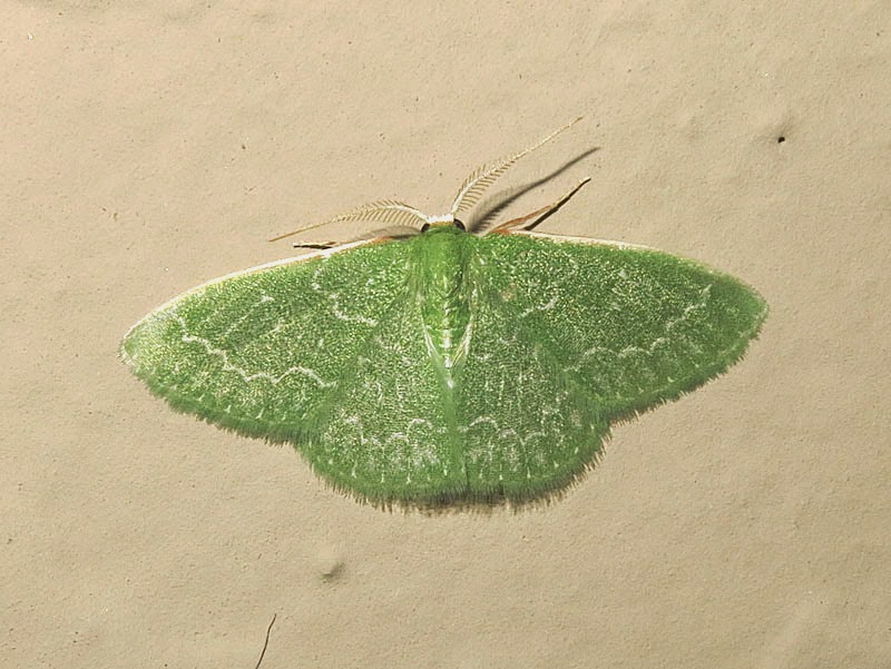 Birdernaturalist: Tucson Moths in February