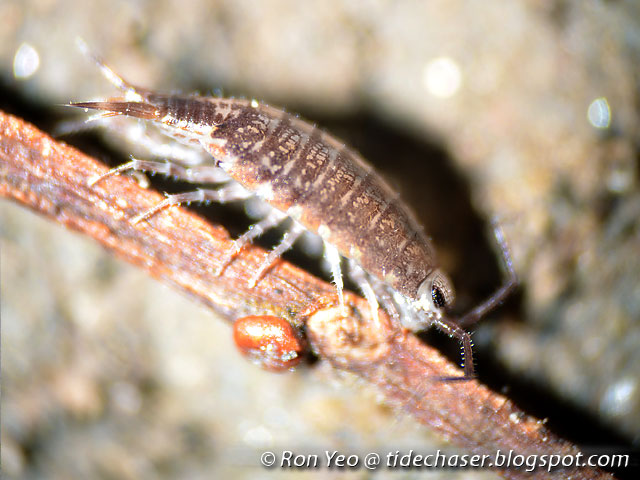 tHE tiDE cHAsER: Isopods (Phylum Arthropoda: Order Isopoda) of Singapore