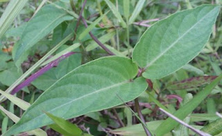 17 Khasiat Daun Kentut Untuk Kesehatan Dan Pengobatan Herbal | Khasiat