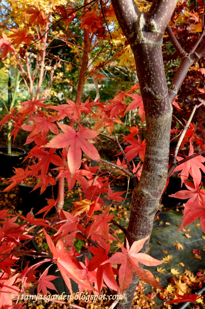 MySecretGarden: Japanese Maples. Picture Gallery