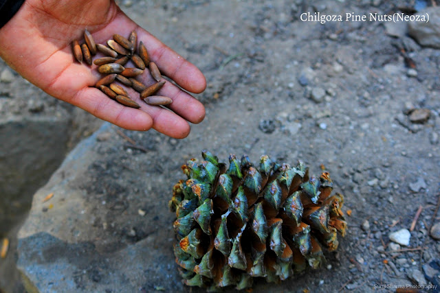 Chilgoza pine Nuts ( Neoza )- Dry fruit from Himalayas