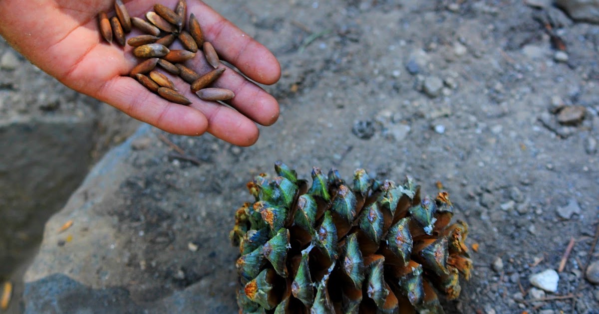 Chilgoza pine Nuts ( Neoza )- Dry fruit from Himalayas