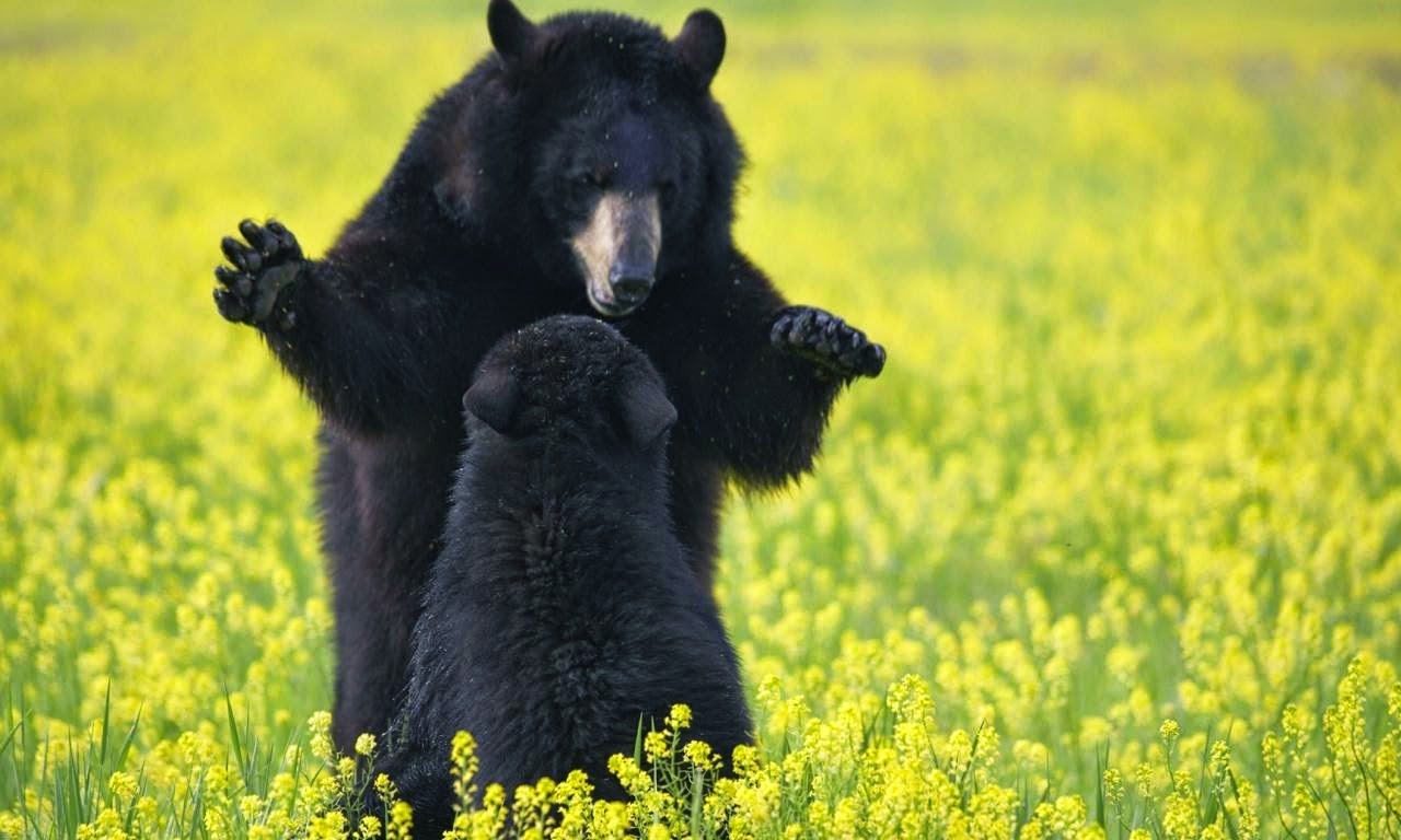 White Wolf : Beautiful Photos Of 25 Animals Who Are Enjoying Spring
