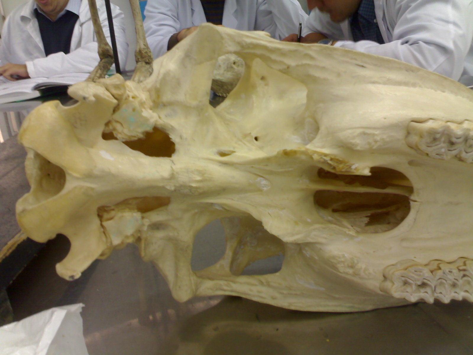 VETERİNER HAYVAN SAĞLIĞI HAKKINDA FAYDALI BİLGİLER: ANATOMİ KEMİK RESİMLERİ